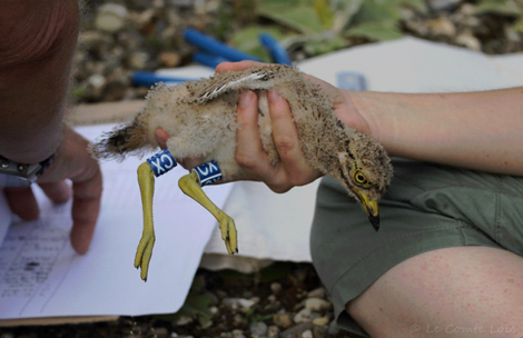 L'Œdicnème criard : un oiseau sous protection - Vers un territoire ...